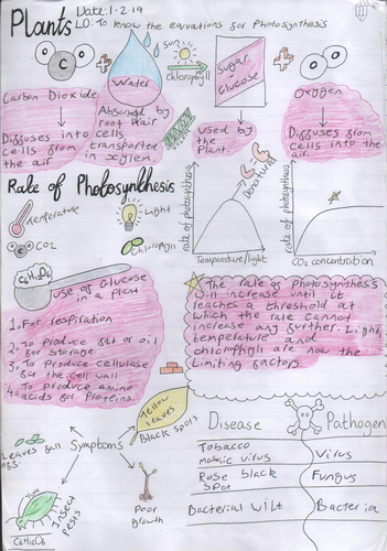 Photosynthesis & Plant Disease Science Doodle Notes | Teaching Resources