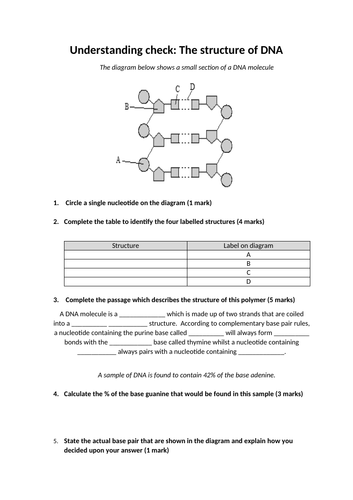 Structure of DNA (Edexcel A-level Biology B) | Teaching Resources