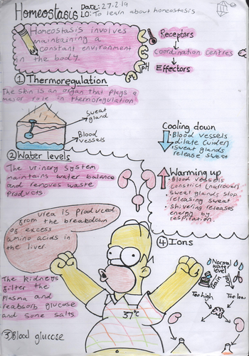 Homeostasis Science Doodle Notes | Teaching Resources