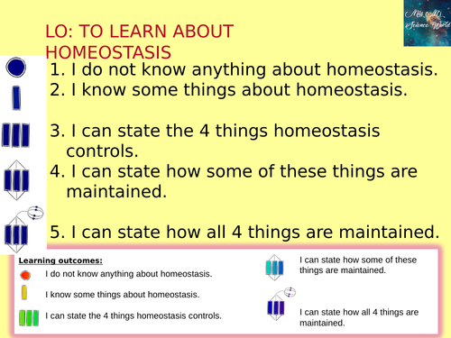 Homeostasis Science Doodle Notes | Teaching Resources