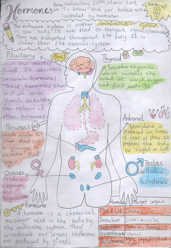 Endocrine System Science Doodle Notes (hormones) | Teaching Resources