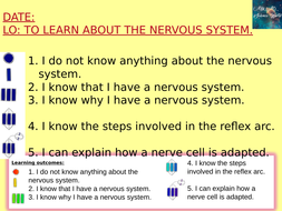 Nervous System Science Doodle Notes | Teaching Resources