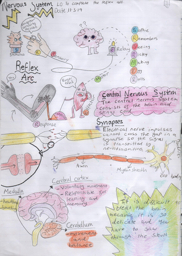 Nervous System Science Doodle Notes | Teaching Resources