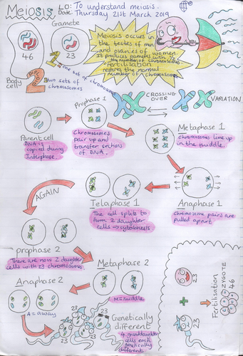 Meiosis Science Doodle Notes | Teaching Resources