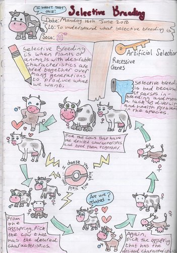 Selective Breeding Science Doodle Notes | Teaching Resources