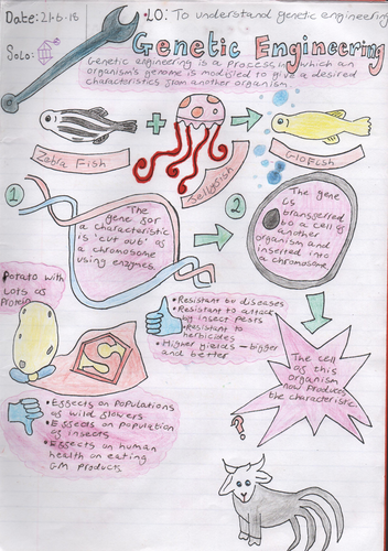 Genetic Engineering Science Doodle Notes | Teaching Resources
