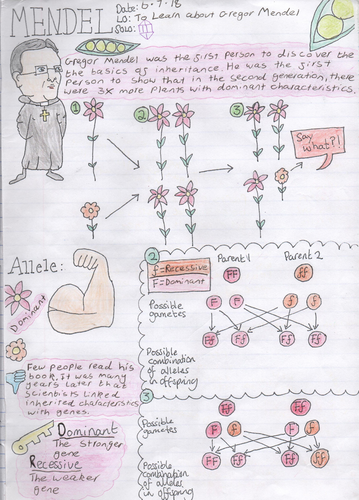 Gregor Mendel Inheritance Science Doodle Notes | Teaching Resources