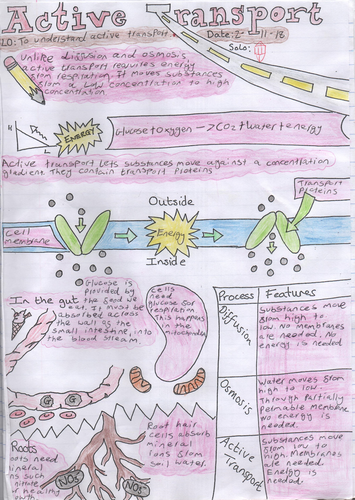 Active Transport Science Doodle Notes | Teaching Resources