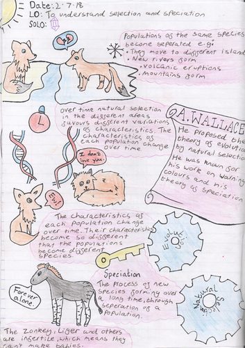 Speciation Science Doodle Notes | Teaching Resources