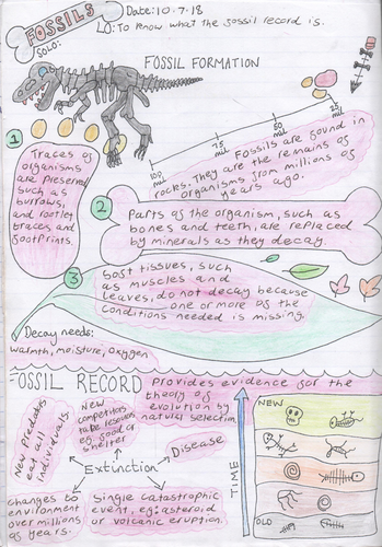 Fossils Science Doodle Notes | Teaching Resources