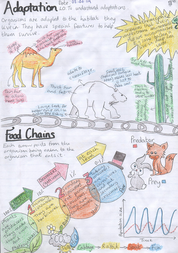 Adaptation & Food Chains Science Doodle Notes | Teaching Resources