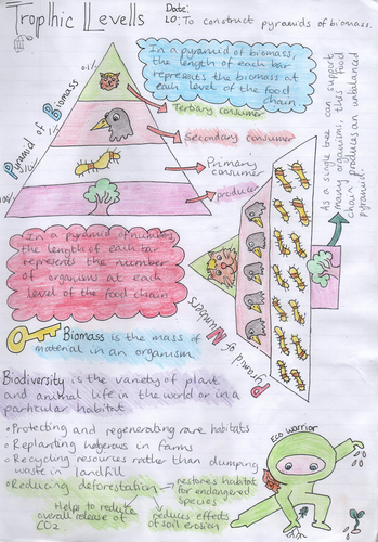 Trophic Levels & Biodiversity Science Doodle Notes | Teaching Resources