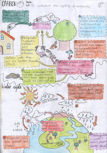 Carbon & Water Cycle Science Doodle Notes | Teaching Resources