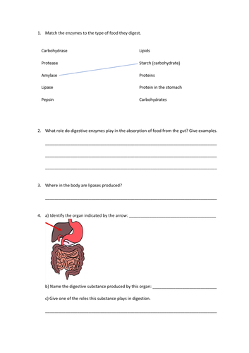 Digestive Enzymes Slides and Worksheet (GCSE Biology AQA) | Teaching ...