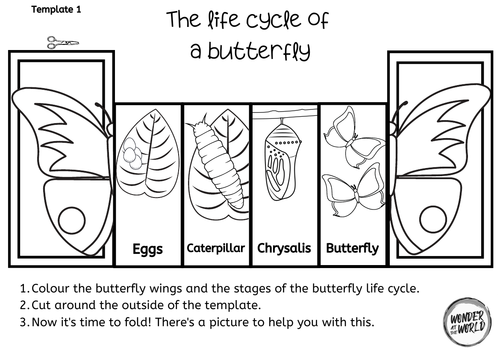 Butterfly life cycle foldable | Teaching Resources