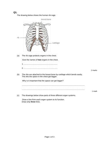 KS3 Breathing | Teaching Resources