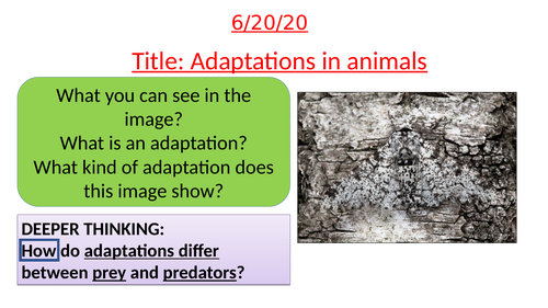 Ks4 observed lesson- adaptations of animals | Teaching Resources