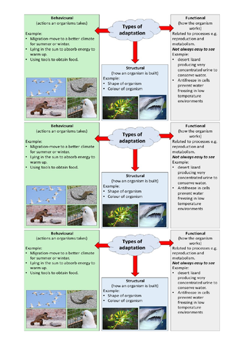 Ks4 observed lesson- adaptations of animals | Teaching Resources