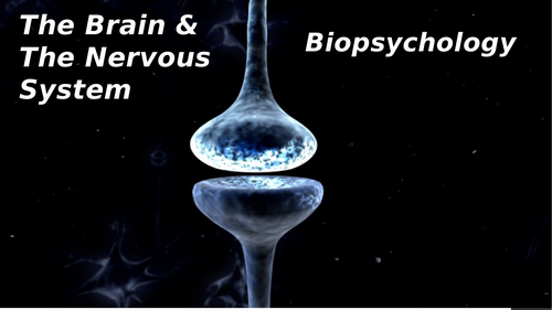 Biopsychology - Neurology & Brain Localisation for A Level Psychology ...