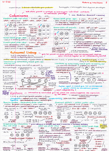 Ocr A Level Biology Patterns Of Inheritance Revision Poster Teaching Resources 