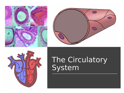 Circulatory System Supplementary Slides and Worksheet (GCSE Biology AQA ...