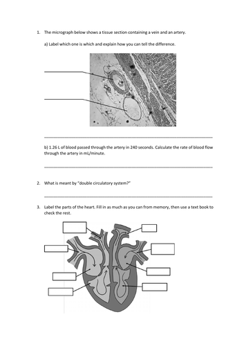 Circulatory System Supplementary Slides and Worksheet (GCSE Biology AQA ...