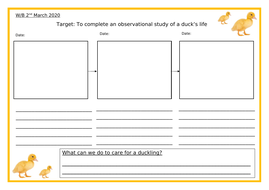Class Ducklings Observation Sheet- Life Cycle | Teaching Resources