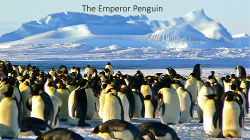 Year 1 Recount with resources and links - The Emperors Egg - 2 Week ...