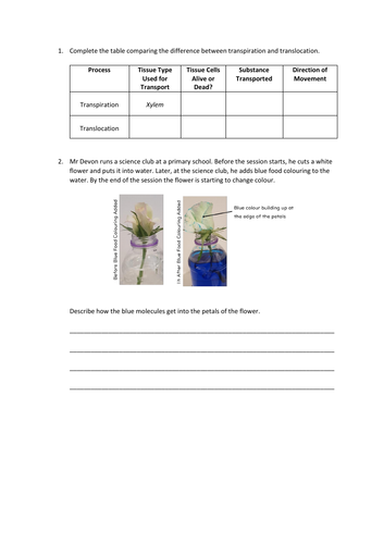 Transpiration and Translocation Supplementary Slides and Worksheet ...