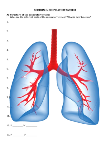 Unit 2: Functional Anatomy in Sport (Respiratory System) | Teaching ...