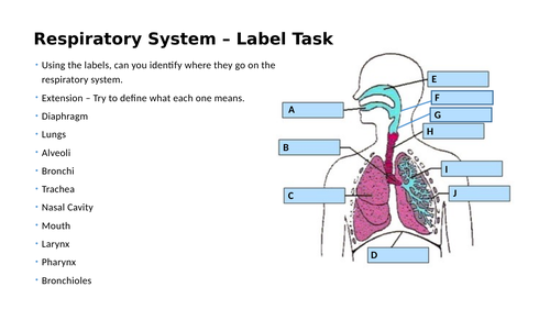Unit 2: Functional Anatomy in Sport (Respiratory System) | Teaching ...