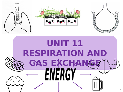 Respiration and gas exchange GCSE LESSONS | Teaching Resources