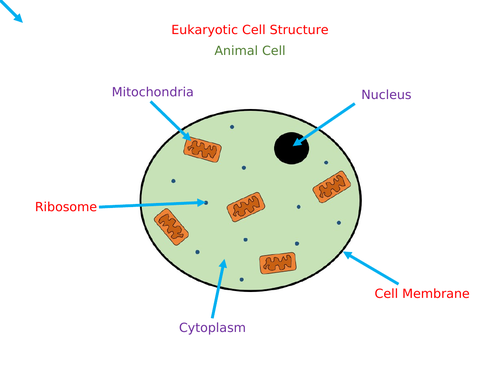 Cell Biology Lesson | Teaching Resources