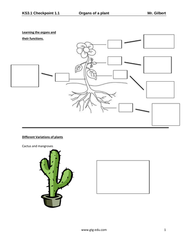 Year 7 IGCSE Plants organ and functions | Teaching Resources