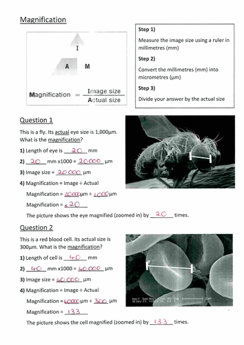 AQA Biology Topic 1 Microscopes Required Practical | Teaching Resources