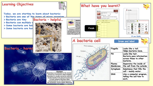 Micro organisms - 3. Bacteria & Antibiotics (PowerPoint, Worksheets and ...