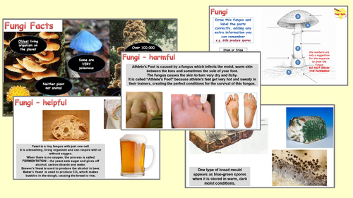 Micro organisms - 5. Fungi (PowerPoint, Worksheets and Videos) Micro ...