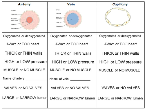 The Blood Vessels | Teaching Resources