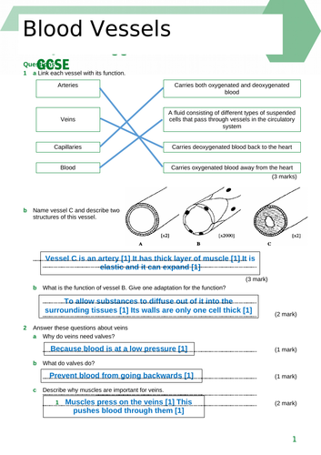 The Blood Vessels | Teaching Resources