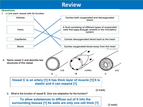 The Blood Vessels | Teaching Resources