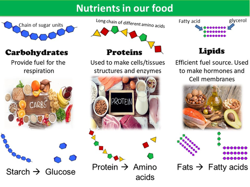 The Chemistry of Food | Teaching Resources