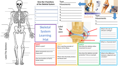 Skeletal System Learning Mat | Teaching Resources