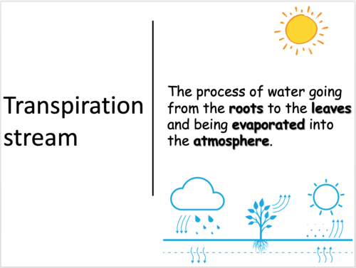 Evaporation and Transpiration | Teaching Resources