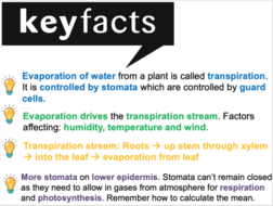 Evaporation and Transpiration | Teaching Resources