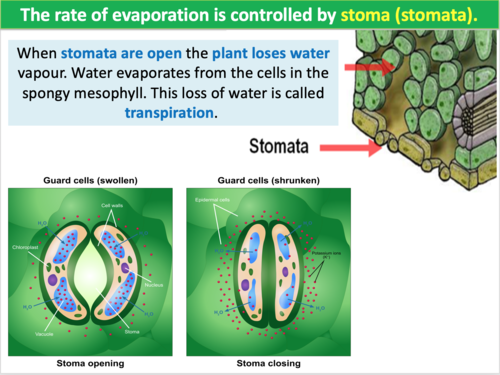 Evaporation and Transpiration | Teaching Resources