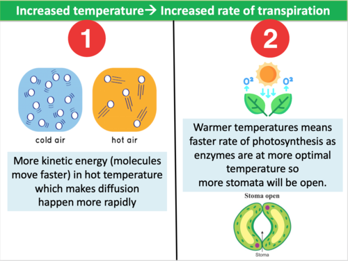 Factors affecting Transpiration | Teaching Resources