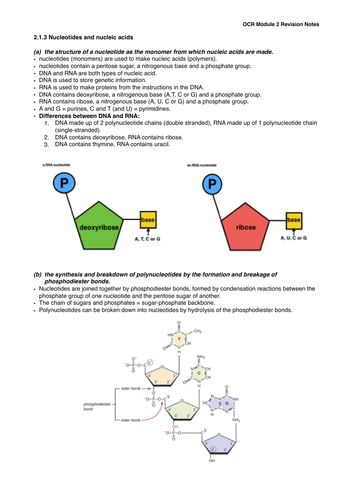 OCR A A level biology Module 2 revision notes pdf | Teaching Resources