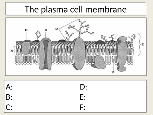 Cell surface membrane (Edexcel A-level Biology B) | Teaching Resources