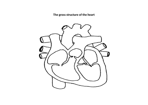 Structure of the heart & blood vessels (Edexcel A-level Biology B ...