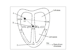 Myogenic stimulation of the heart (Edexcel A-level Biology B ...